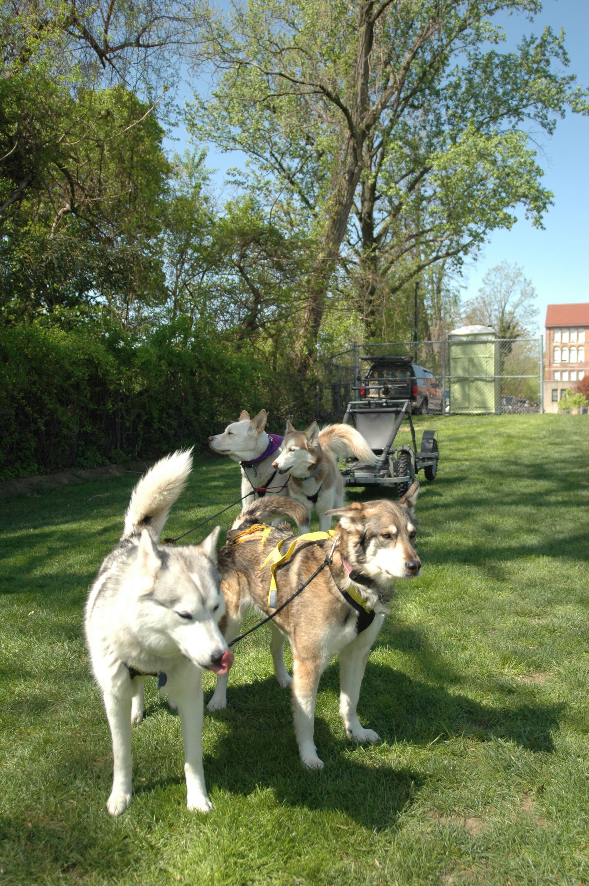 Maryland Dog Sledding: Photos from home school and school programs